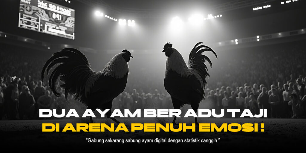 Sabung Ayam: Tradisi, Strategi, dan Perkembangan Modernnya - Lembah ...